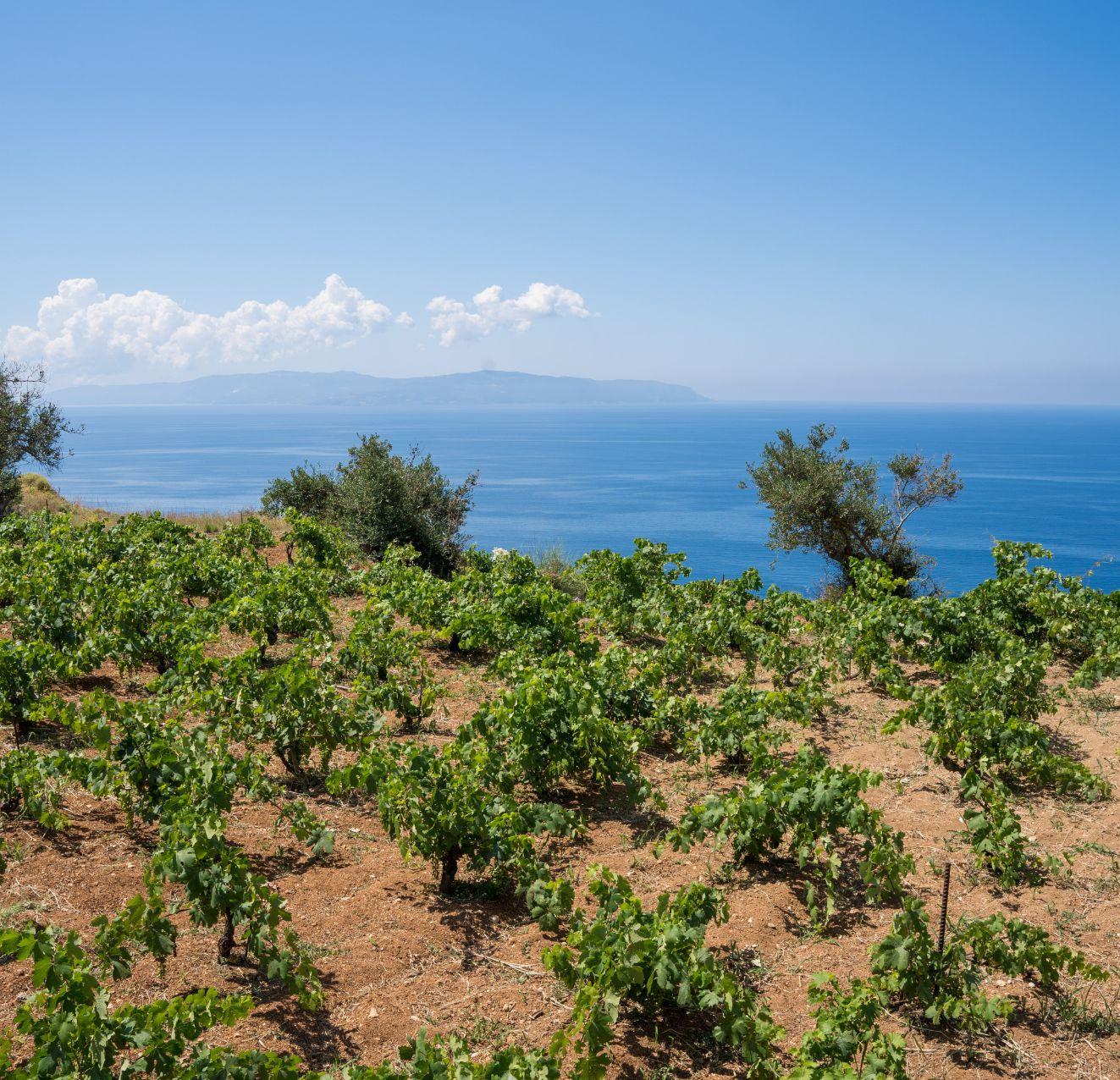 Η ΚΕΦΑΛΟΝΙΑ ΕΝΑ HUB ΓΙΑ ΤΟ ΚΡΑΣΙ - Grapemag. Wine News. Wine stories.