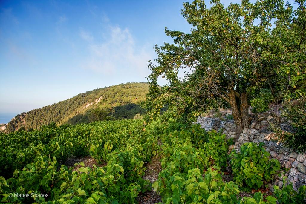 ΤΑ ΣΑΜΙΩΤΙΚΑ ΚΡΑΣΙΑ ΥΠΟΔΕΧΟΝΤΑΙ ΤΟΥΣ ΕΠΙΣΚΕΠΤΕΣ - Grapemag. Wine News ...