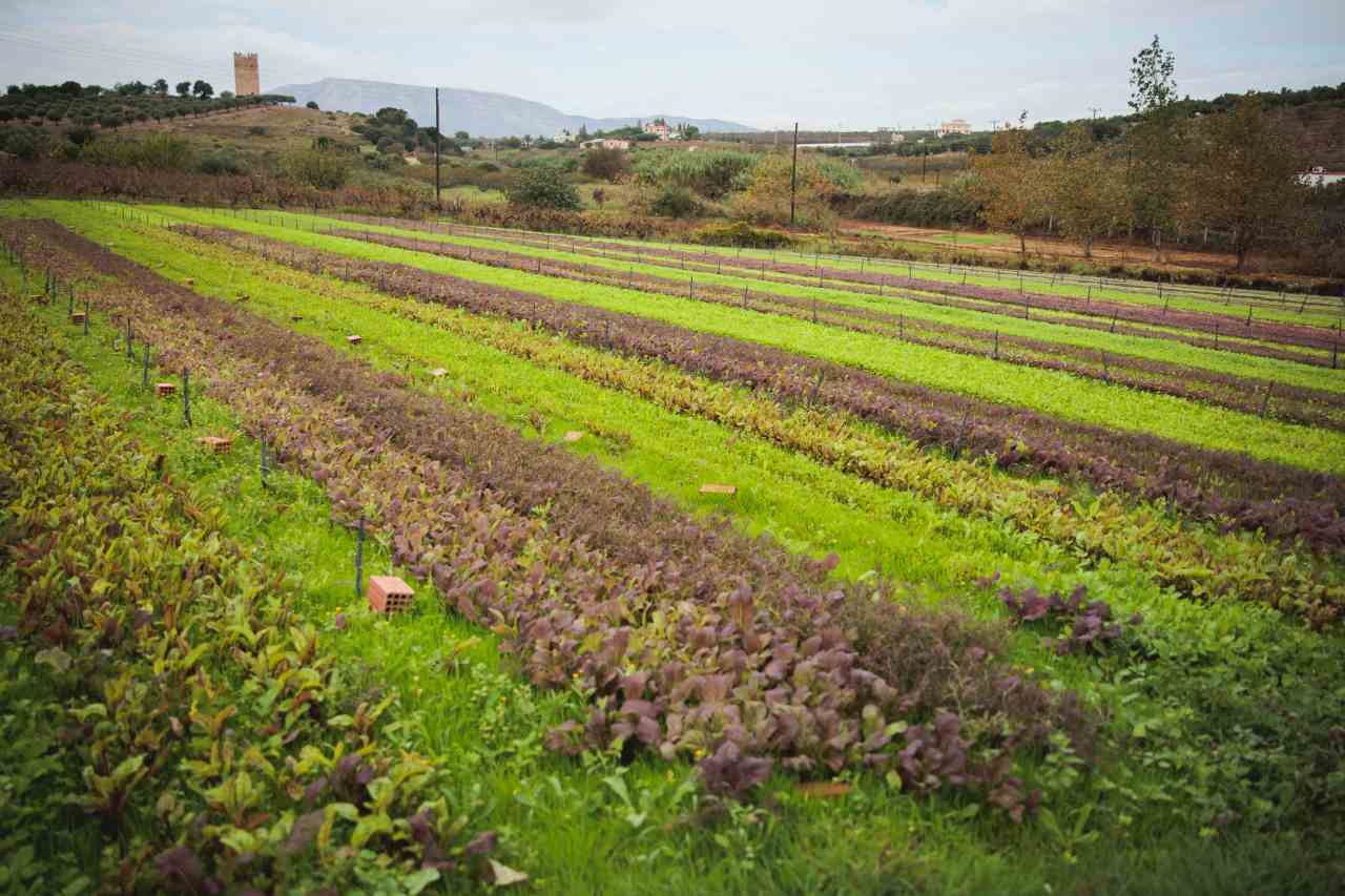 ΦΥΣΗ ΚΑΙ ΒΙΩΣΙΜΟΤΗΤΑ ΣΤΟ ΙΔΙΟ ΠΙΑΤΟ - Grapemag. Wine News. Wine stories.