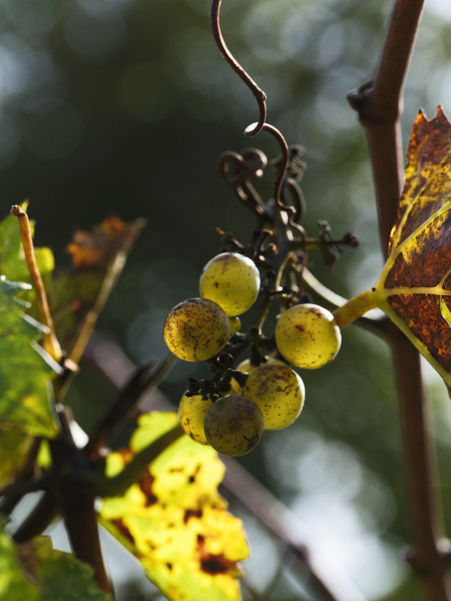 ΠΟΣΟ ΣΤΟΙΧΙΖΕΙ ΜΙΑ ΡΩΓΑ ΣΤΑΦΥΛΙ; - Grapemag. Wine News. Wine stories.